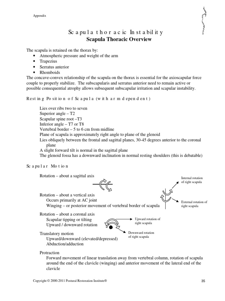 Thorax Scapular Overview | PDF | Wellness