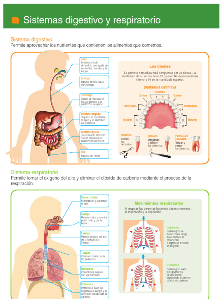 LAMPDF01 - U03 - CT3 Disgestivo Respiratorio | PDF