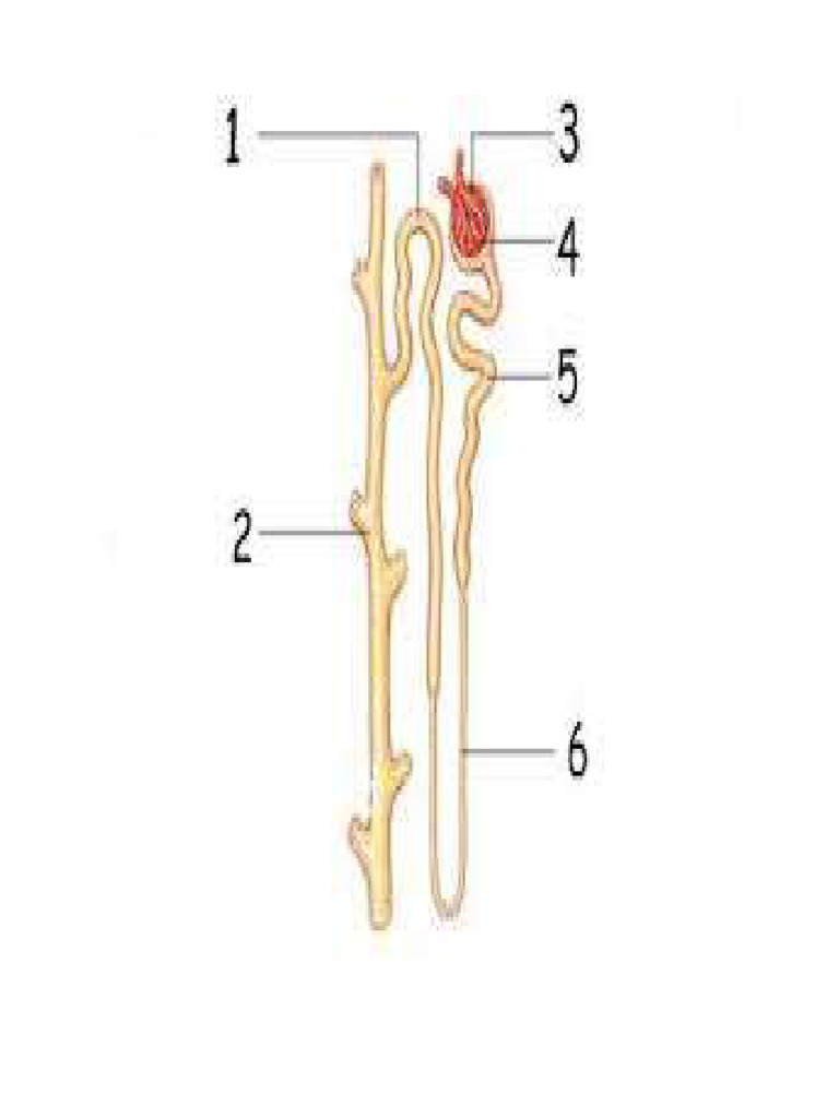 Nefron Ginjal Soal | PDF