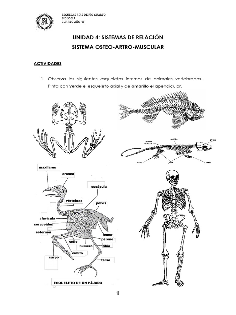 Unidad 4 - Actividades Sistema Osteo-Artro-Muscular | PDF ...