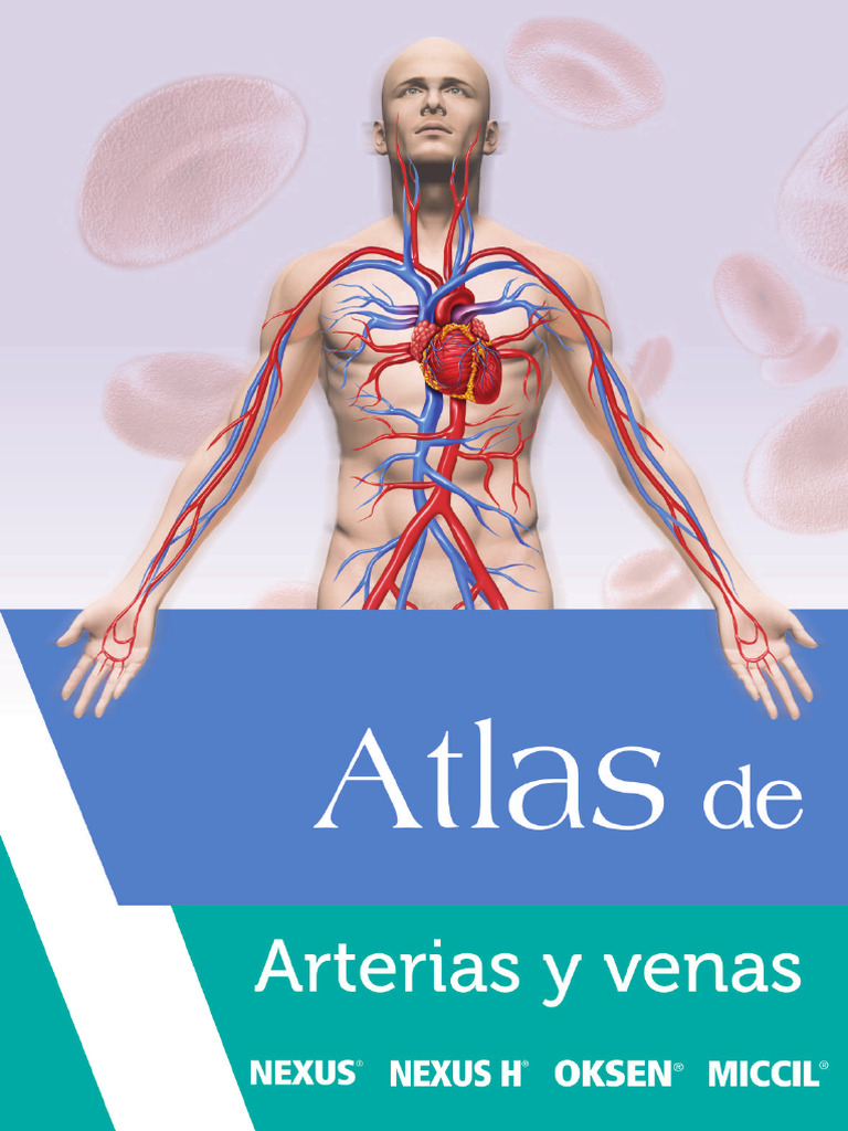 Anatomía del Sistema Circulatorio | PDF | Sistema circulatorio | Capilar