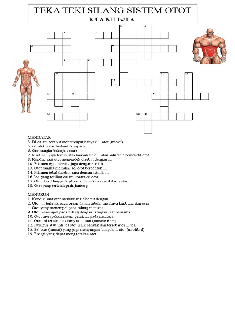 Teka Teki Silang Sistem Otot | PDF