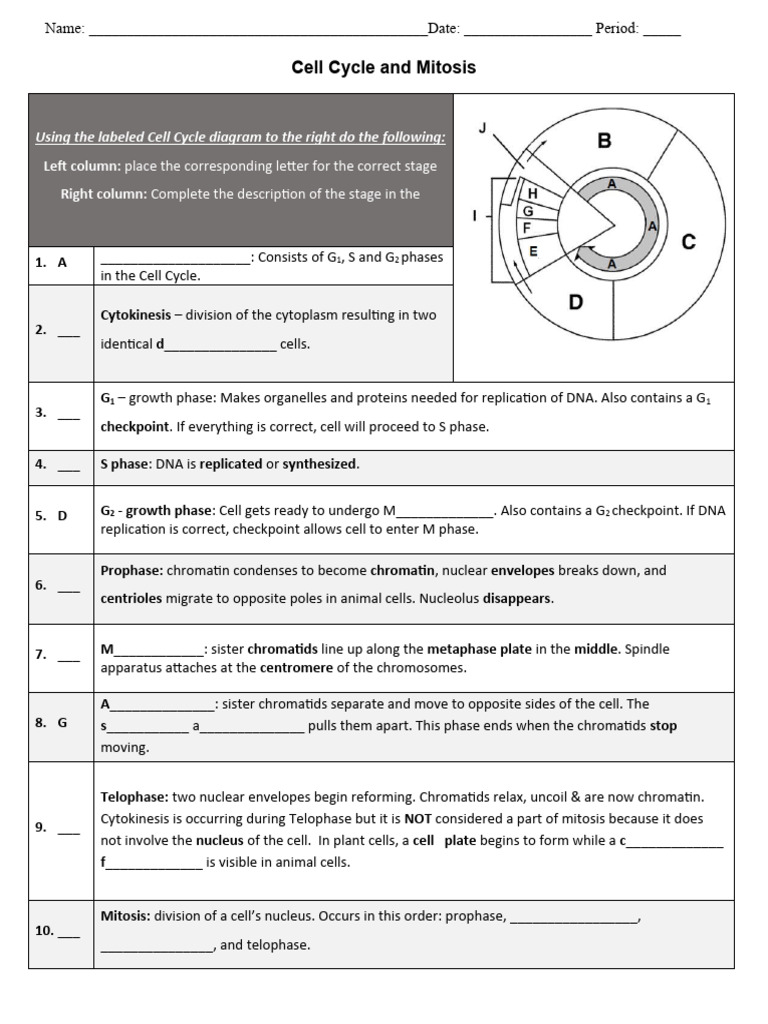 Cell Cycle and Mitosis Worksheet | PDF | Mitosis | Cell Cycle