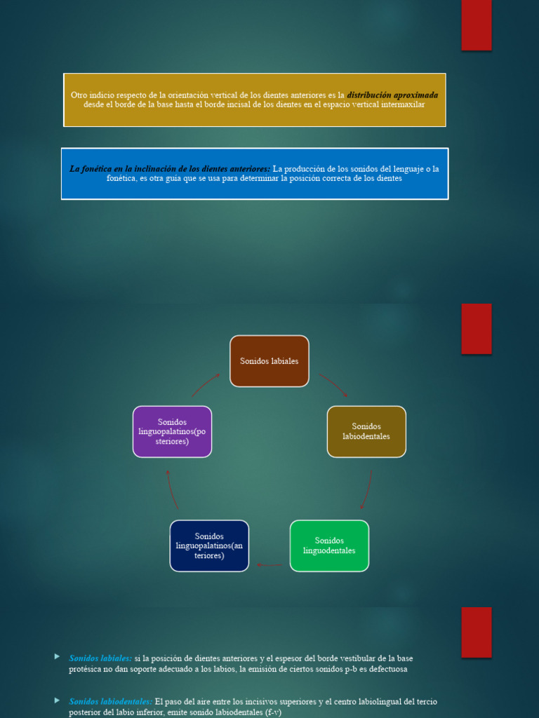 Exposición Importante | PDF | Diente | Anatomia dental