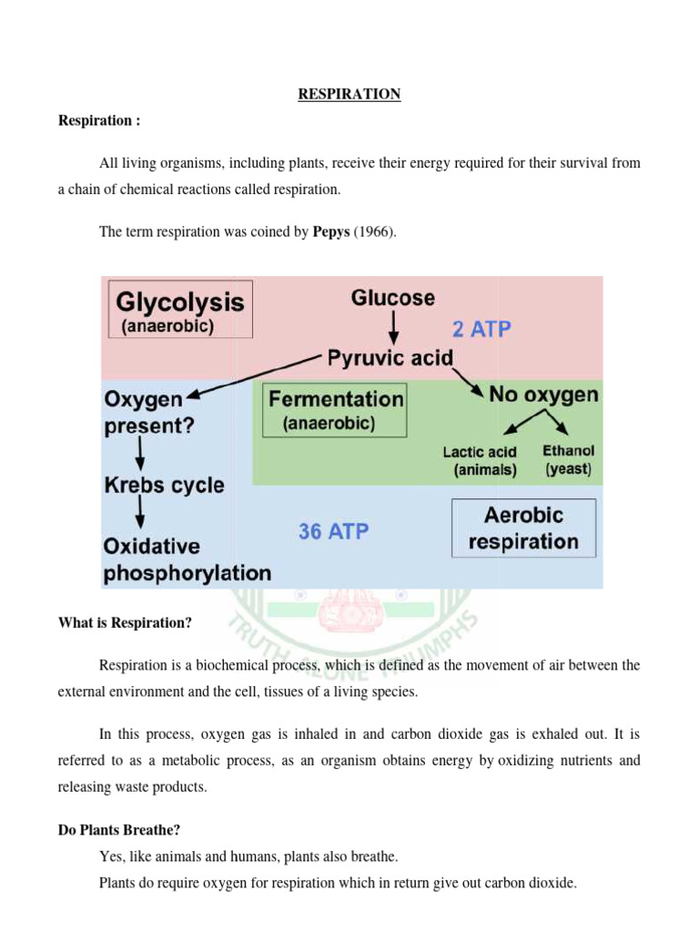 Plant Respiration Explained | PDF | Science & Mathematics
