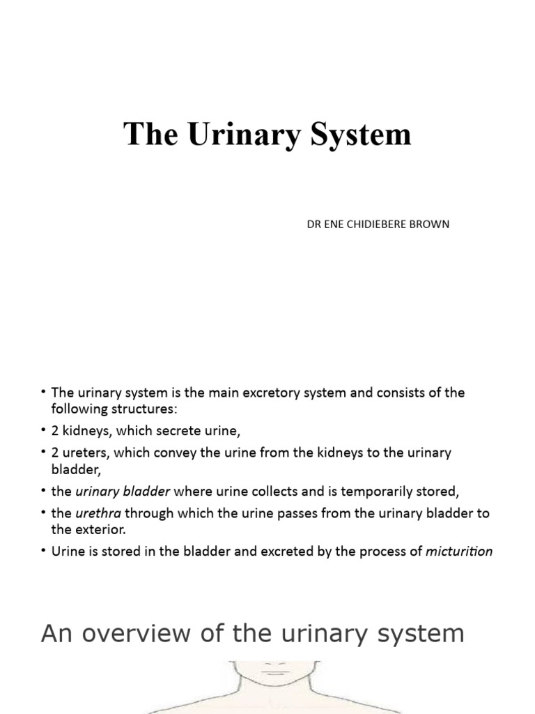 The Urinary System | PDF | Kidney | Angiotensin