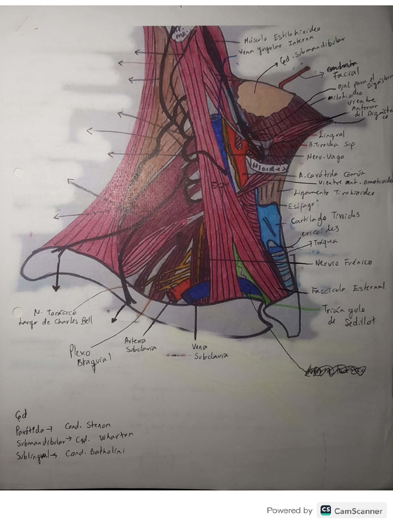 Anatomía Cuello | PDF