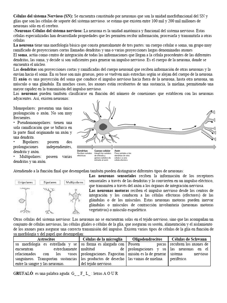 Neuronas y Glías del Sistema Nervioso | PDF | Neurona | Axon