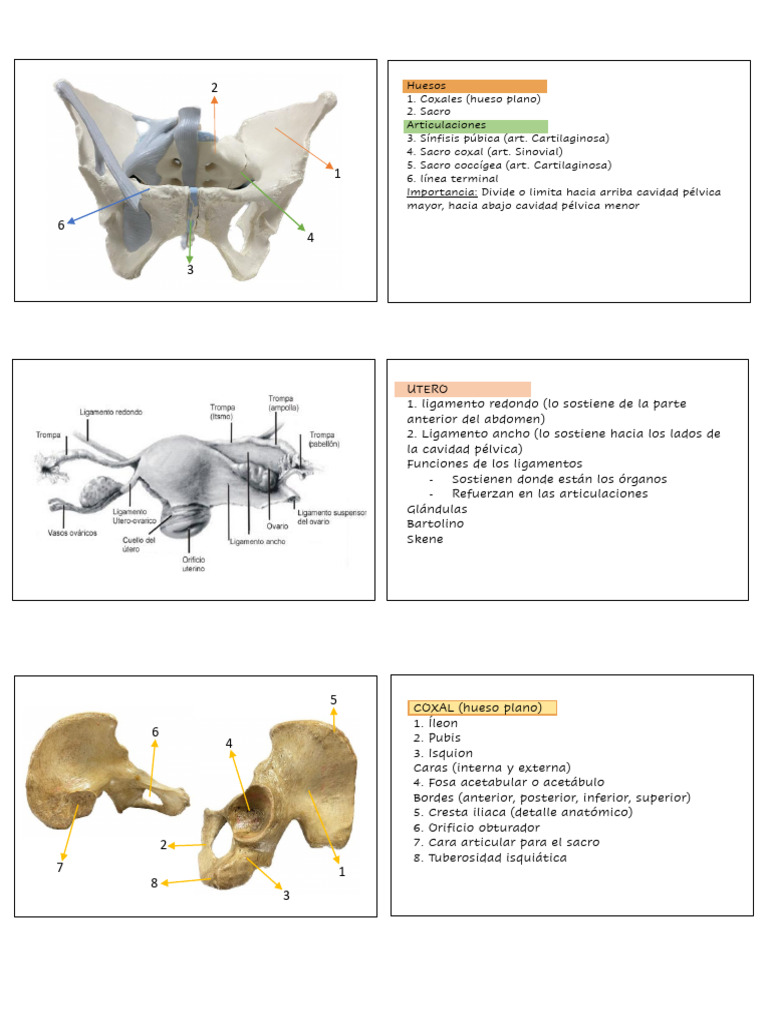 Flashcards Cavidad Pelvica Pdf Pelvis Sistema Reproductor Mamífero