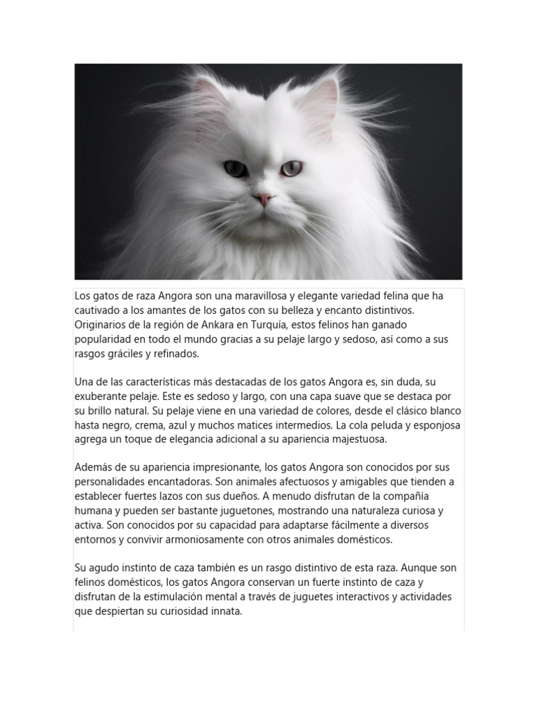 Características del Gato Angora | PDF