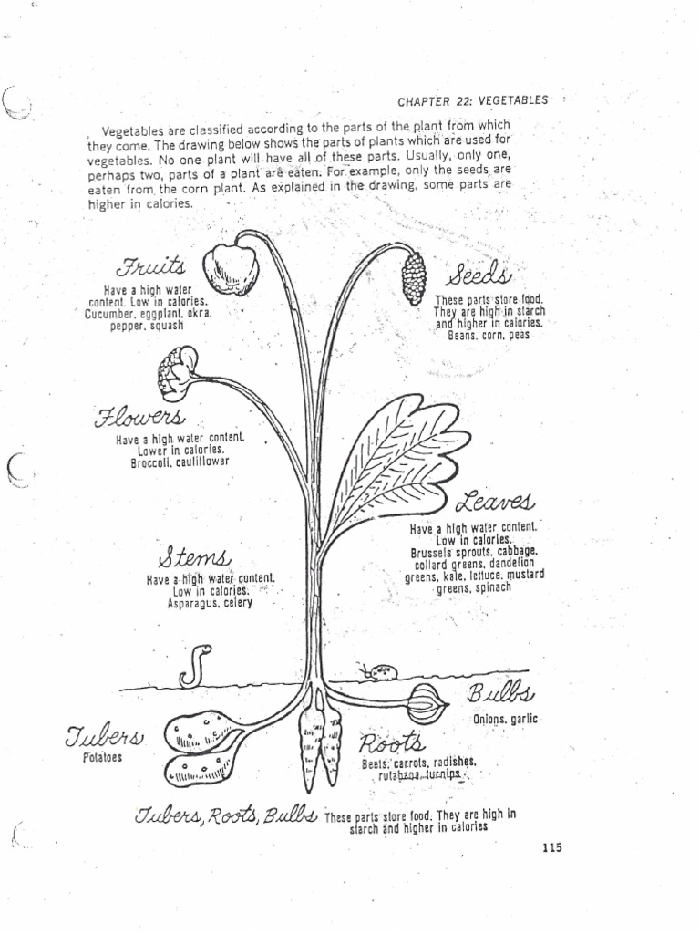 Vegetable-Parts of The Plant Image | PDF