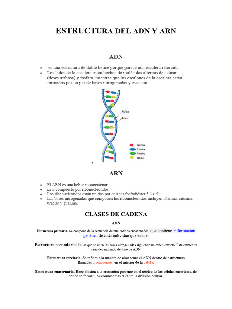 Estructura Del Adn y Arn | PDF | Rna | Adn