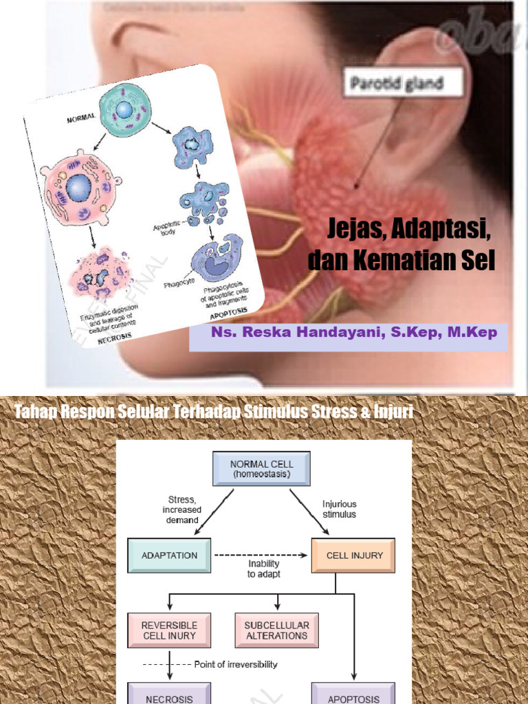 Pertemuan 3 Jejas Dan Adaptasi Sel | PDF | Kesehatan Holistik