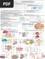 anatomy and physiology cheat sheet scioly 2025 | PDF | Muscle ...
