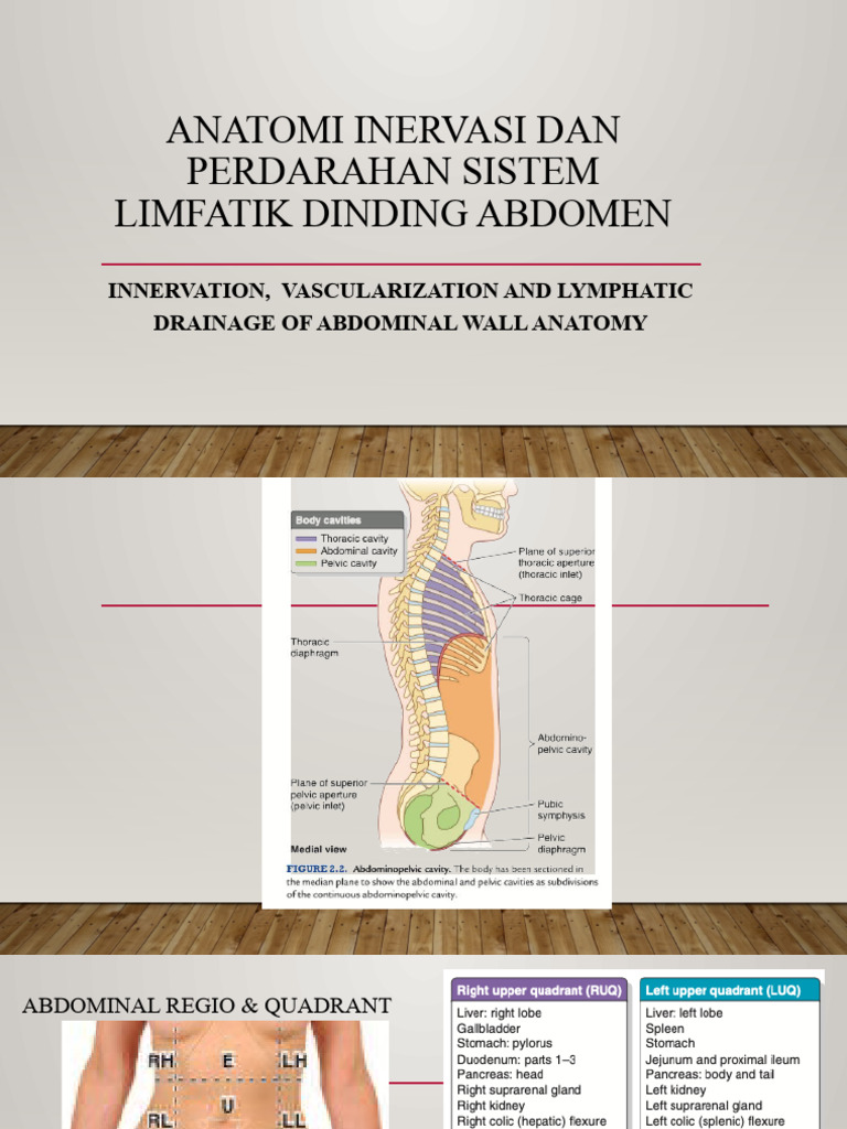 Anatomi Inervasi Dan Perdarahan Sistem Limfatik Dinding Abdomen | PDF