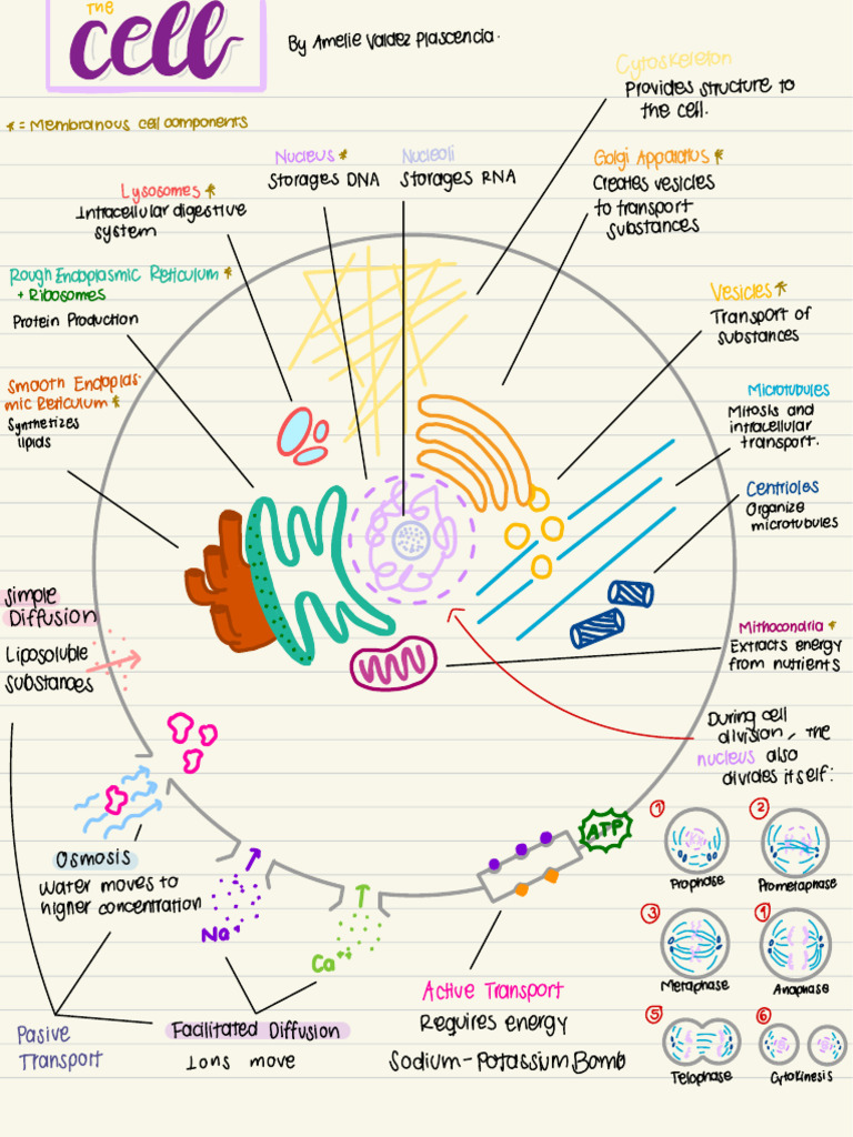 Valdez, Amelie. Cell Graphic Organizer | PDF