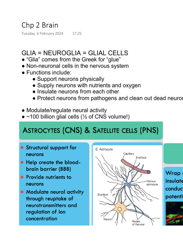 CHP 2 Brain | PDF | Central Nervous System | Nervous System