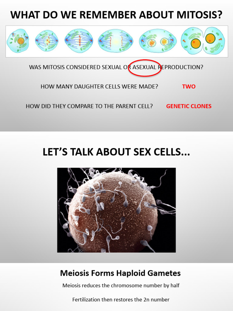 Meiosis and Sexual Reproduction Slides | PDF | Meiosis | Mitosis