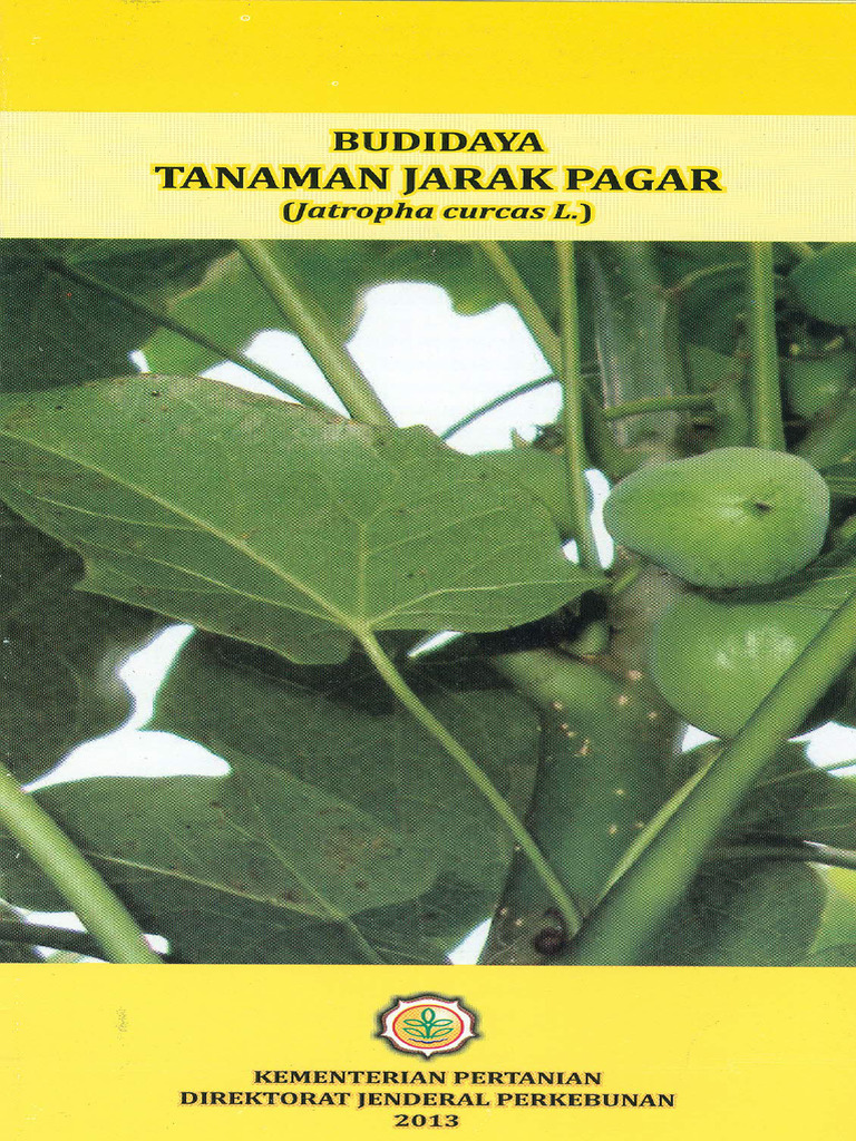 Budidaya Jarak Pagar | PDF