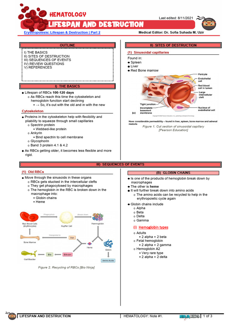 RBC Lifespan and Breakdown Process | PDF | Red Blood Cell | Hemoglobin