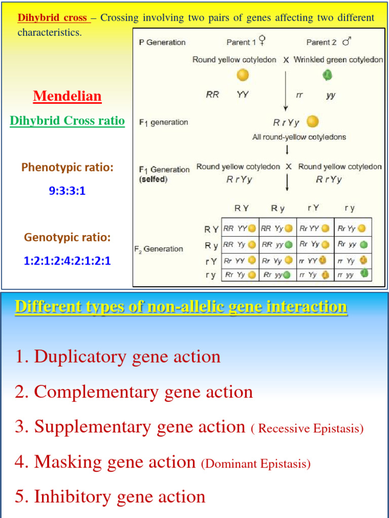 Epistasis and Polygenic Inheritance | PDF | Dominance (Genetics ...