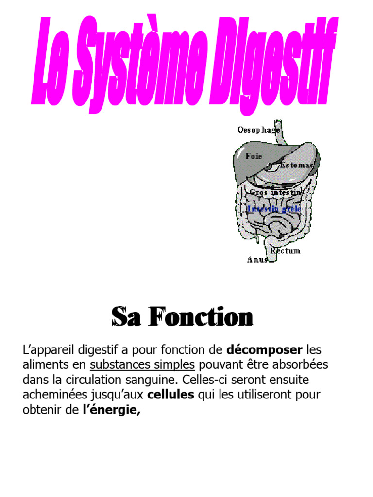 Anatomie du Système Digestif | PDF | Estomac | Tractus gastro-intestinal