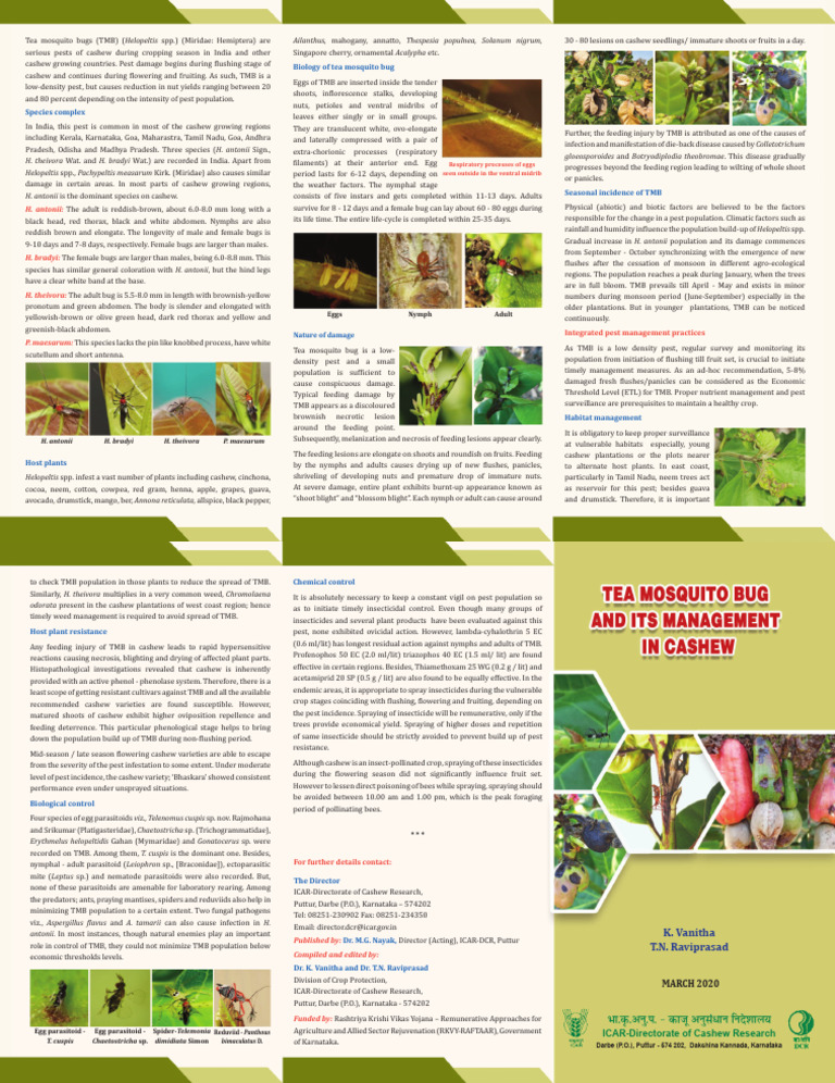 Cashew Pest: Tea Mosquito Bug Overview | PDF