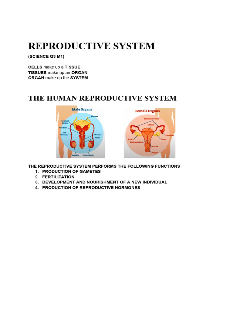 Reproductive System | PDF
