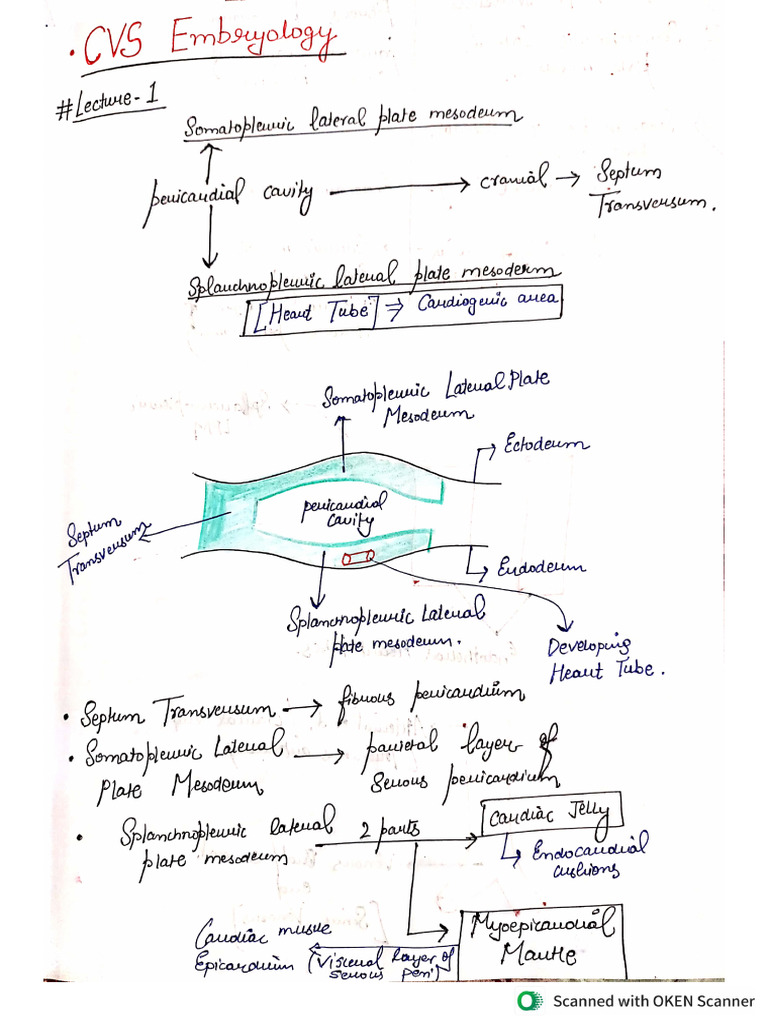 Heart Tube | PDF