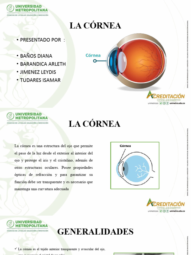 Anatomía y funciones de la córnea | PDF | Córnea | Ojo humano