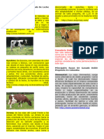 Ganado Romosinuano: Origen y Características | PDF | Vacas | Colombia