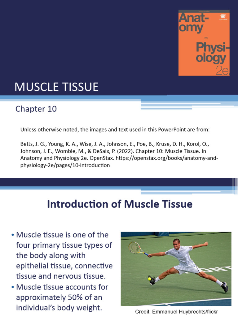 Anatomy & Physiology 2e - Chapter 10 Muscle Tissue | PDF