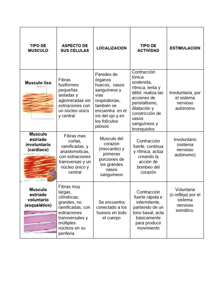 Tipos y características del músculo | PDF