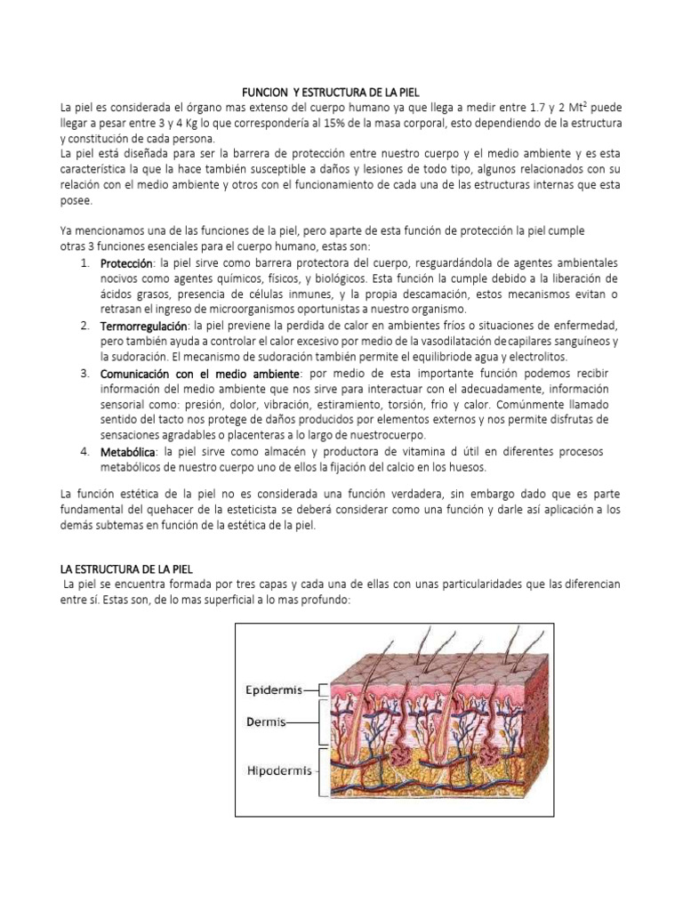 Funcion y Estructura de La Piel | PDF | Piel | Epidermis