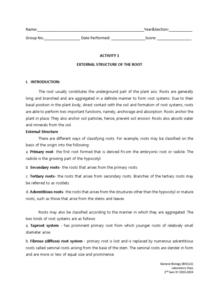 Lab Activity 1 External Structure of Roots | PDF Lab Activity 1 External Structure of Roots | PDF