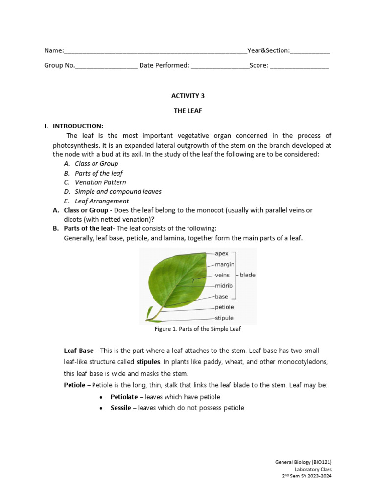 Lab Activity 3 The Leaf | PDF