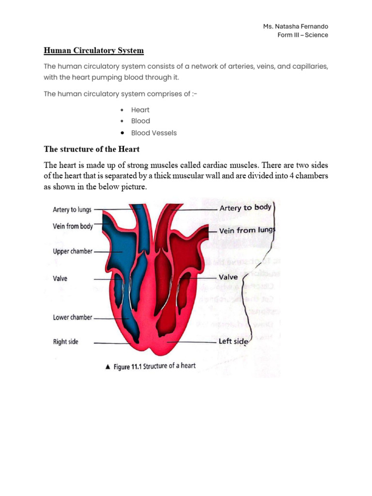 Human Circulatory System - F3 | PDF