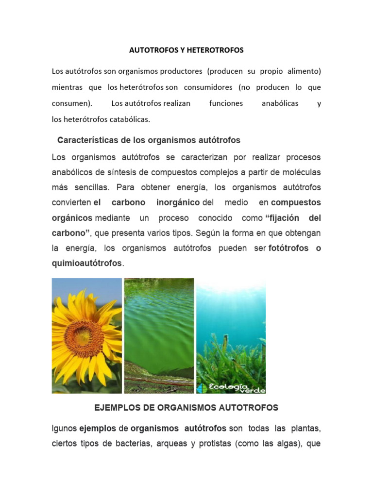 Ejemplos de Organismos Autótrofos | PDF
