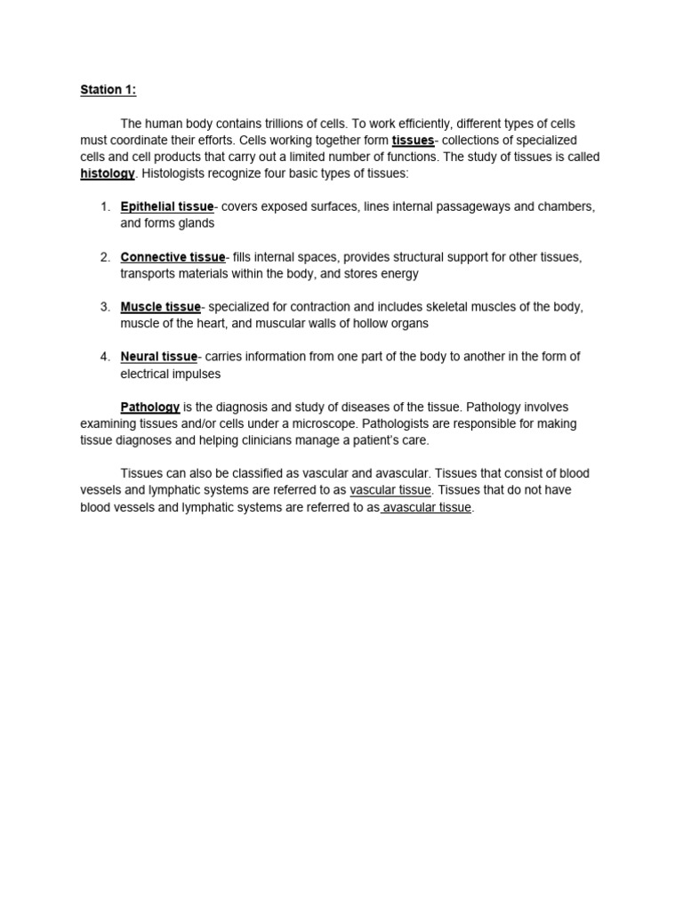 Epithelial Tissue Stations 1-3 | PDF | Epithelium | Tissue (Biology)