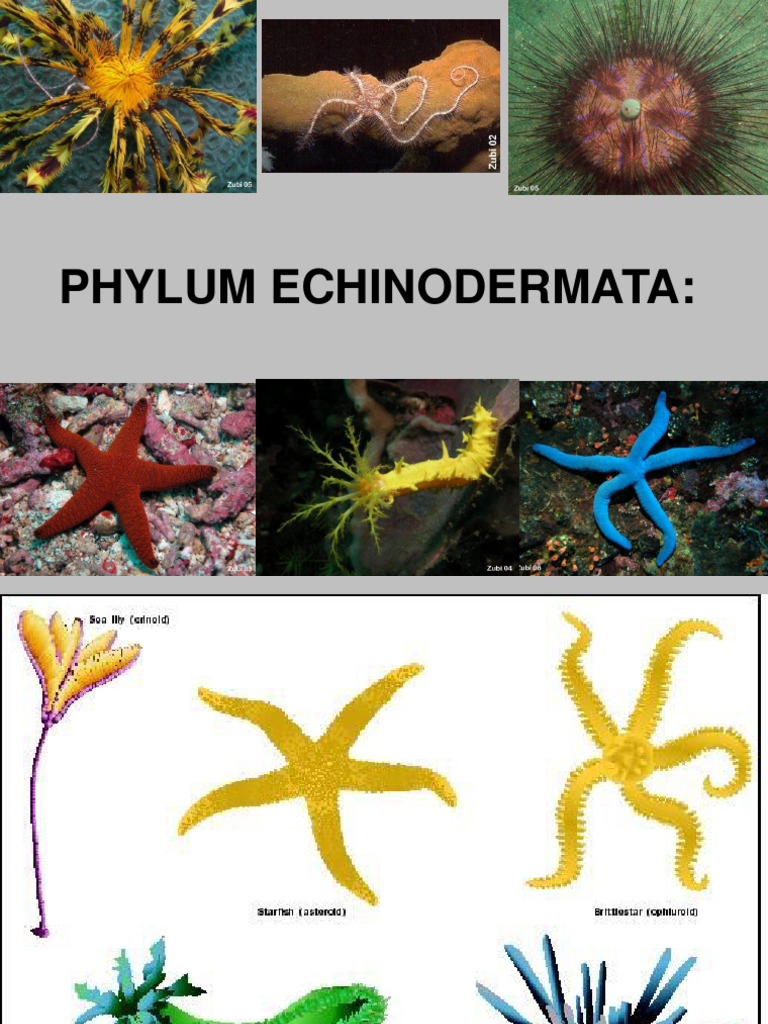 Phylum Echinodermata | PDF | Organisms