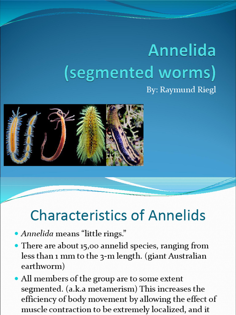 By: Raymund Riegl | PDF | Zoology | Anatomy