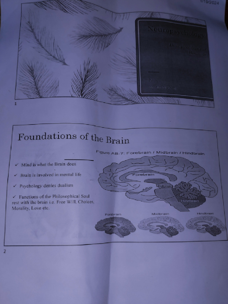 Foundation's of The Brain ? | PDF
