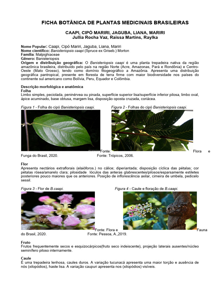 Ficha - B Caapi | PDF