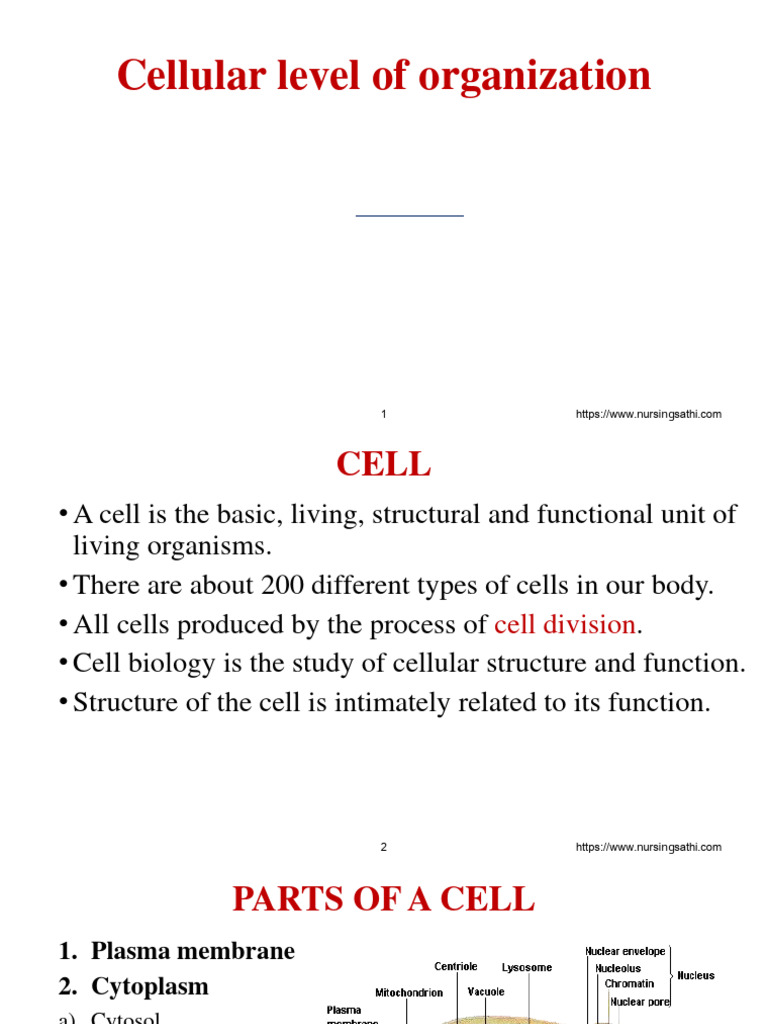 Cellular Level of Organization | PDF