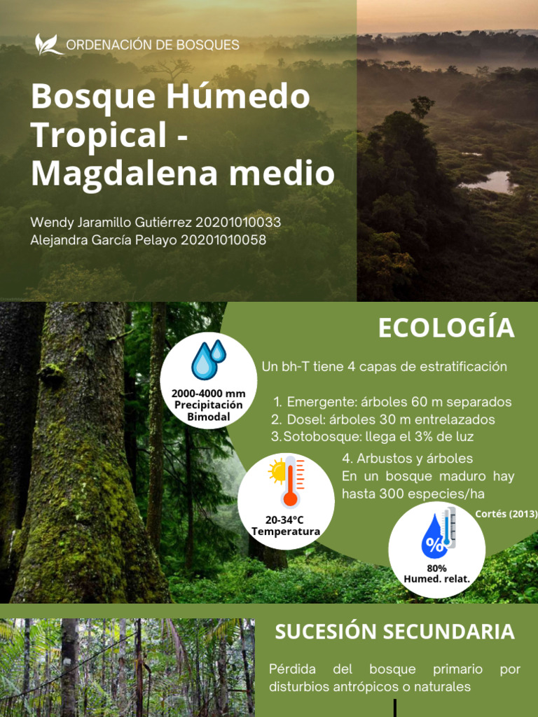 Bosque Húmedo Tropical en Magdalena Medio | PDF | Los bosques ...