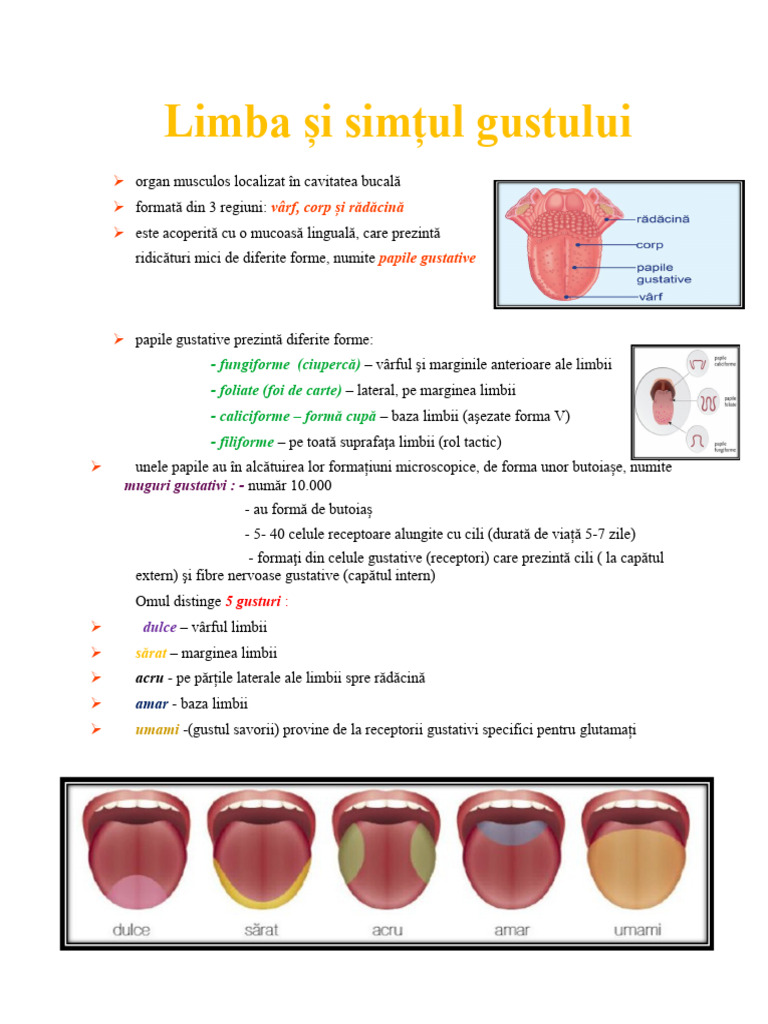 Limba Si Simtul Gustului Schema Lectiei | PDF