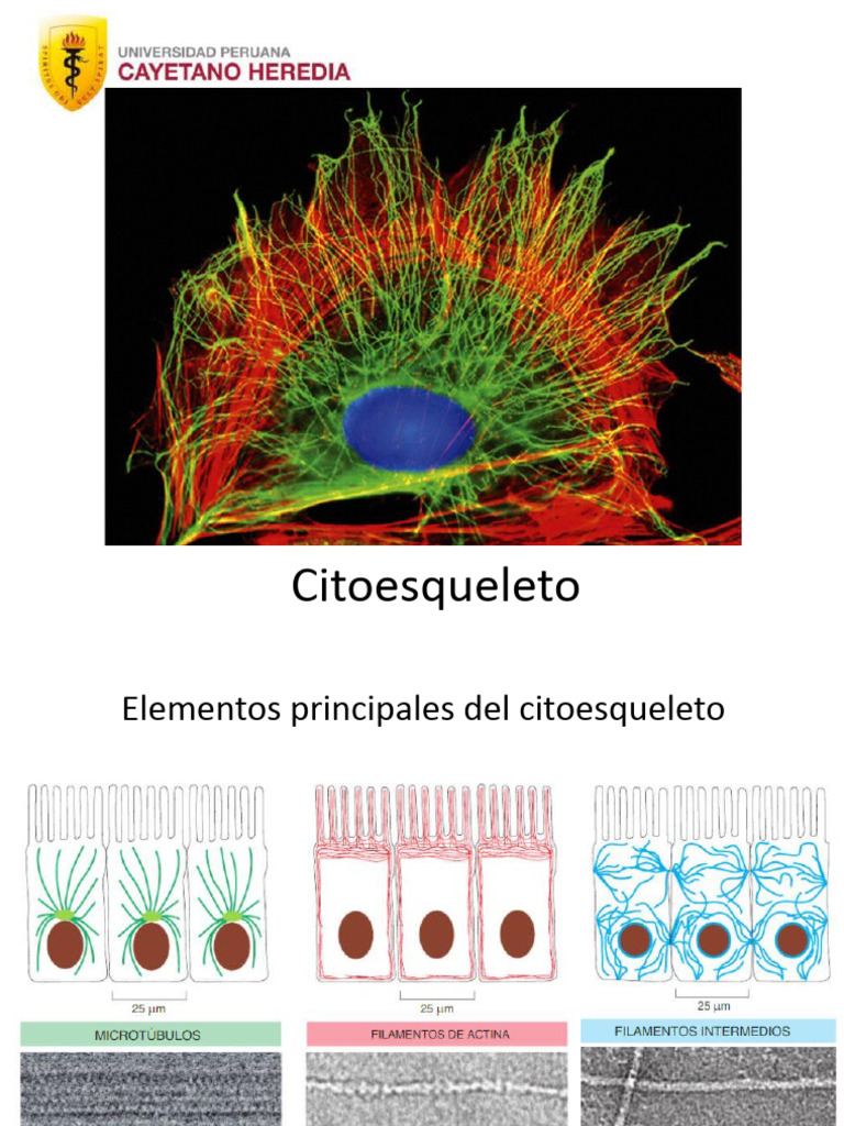 Te 9. Citoesqueleto 2023 I | PDF