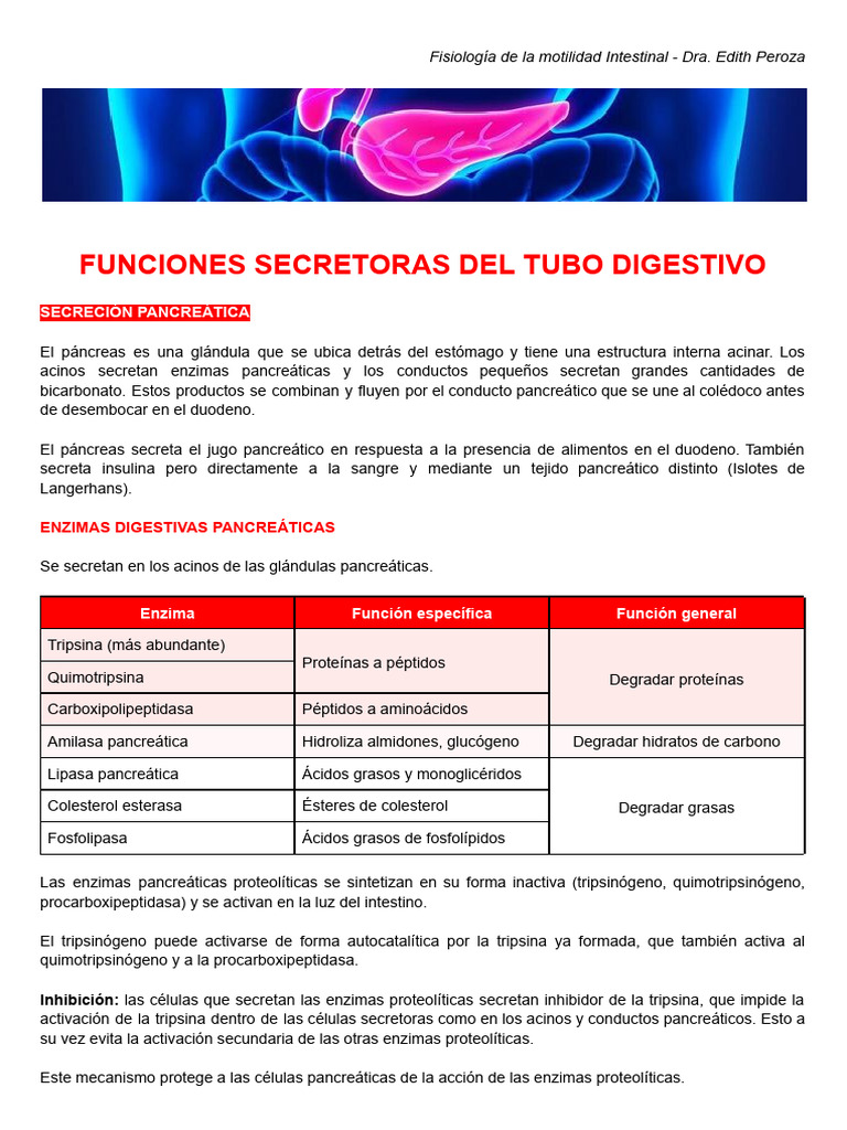 Tema 4 Guía | PDF | Bilis | Digestión