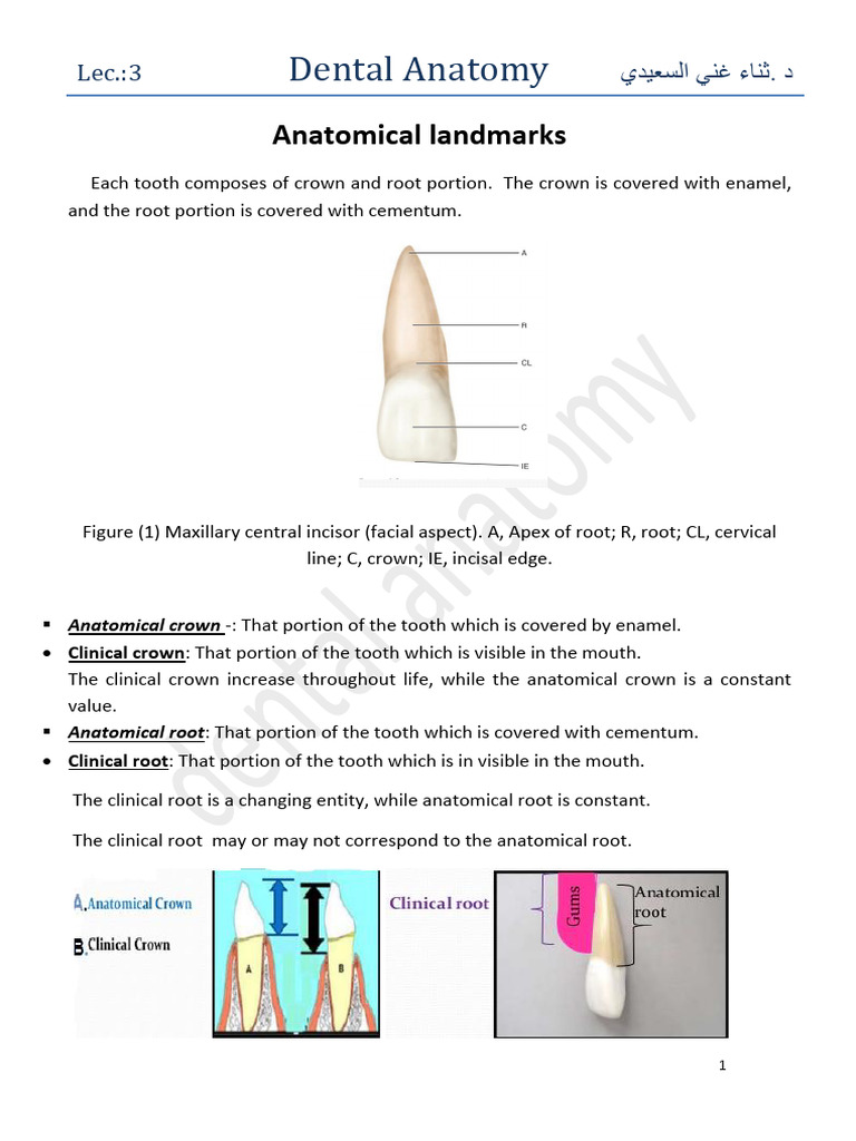 Anatomical Landmarks Lec 3 3 | PDF | Dental Anatomy | Tooth