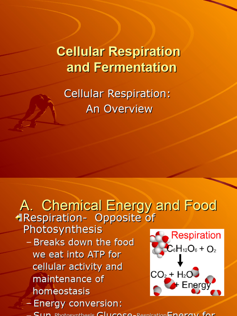 Fermentation and Respiration | PDF